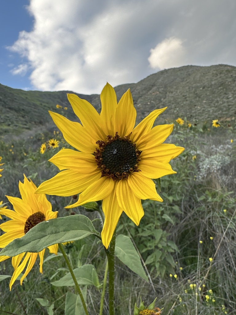 Common Sunflower from San Bernardino National Forest, Highland, CA, US ...