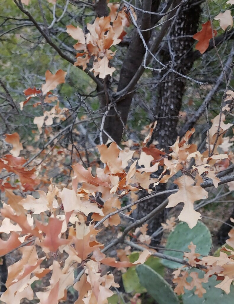 Chisos Red Oak from Brewster County, TX, USA on February 23, 2024 at 07 ...