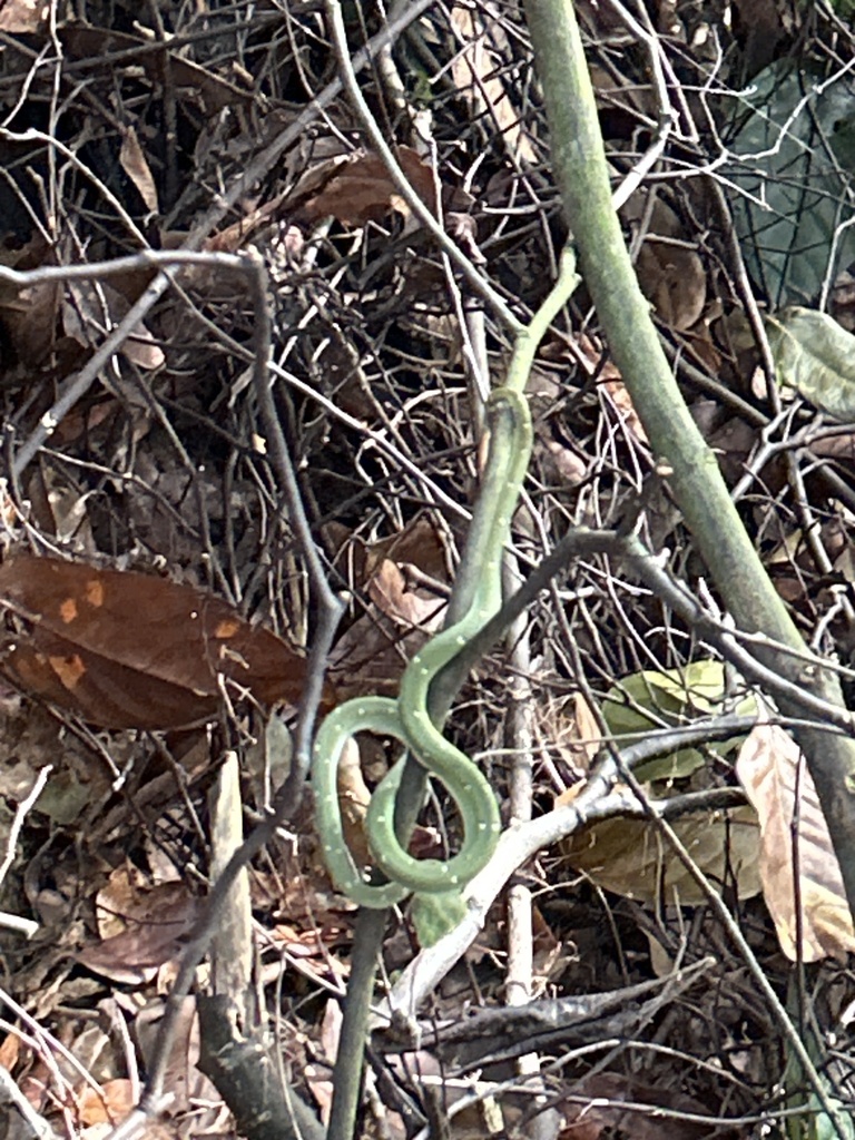Wagler's Pit Viper from Bukit Timah Nature Reserve, SG on March 1, 2024 ...