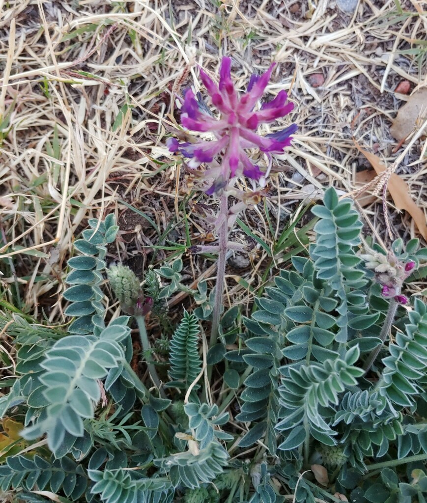 Woolly Locoweed from Brewster County, TX, USA on February 24, 2024 at ...