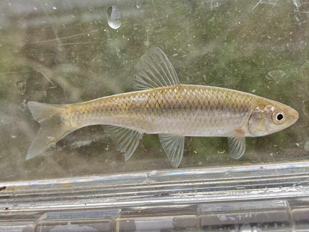 Steelcolor Shiner from AR-27, Hector, AR, US on February 29, 2024 at 04 ...