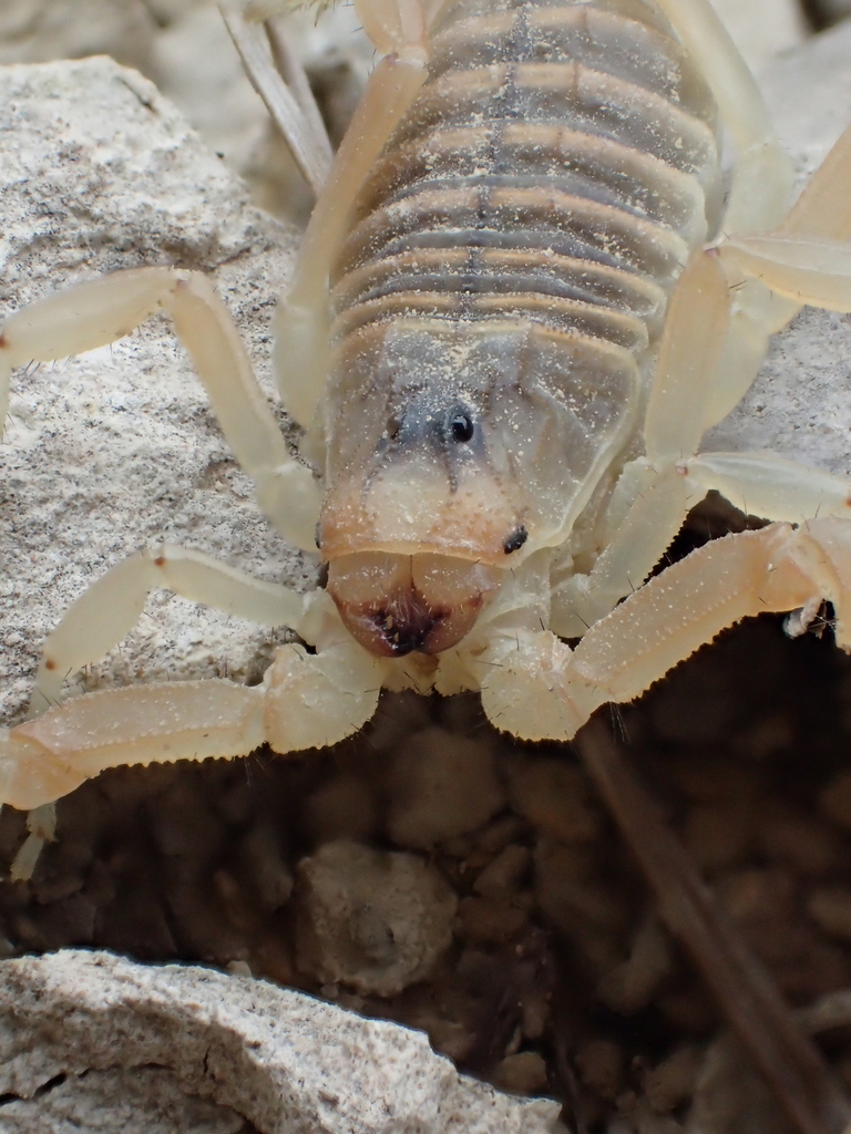 Common Yellow Scorpion from Pompignan on May 01, 2016 by Julien Renoult ...