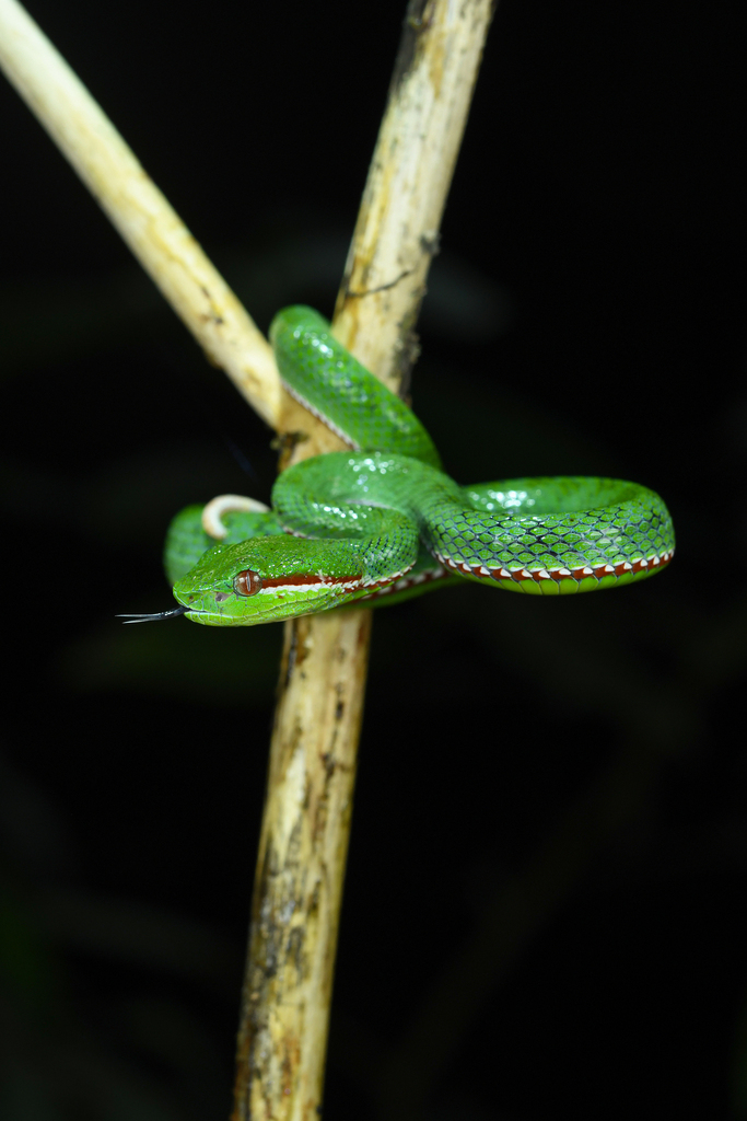Pope’s Tree Viper from 中国云南省西双版纳傣族自治州景洪市 on February 29, 2024 at 09:53 ...