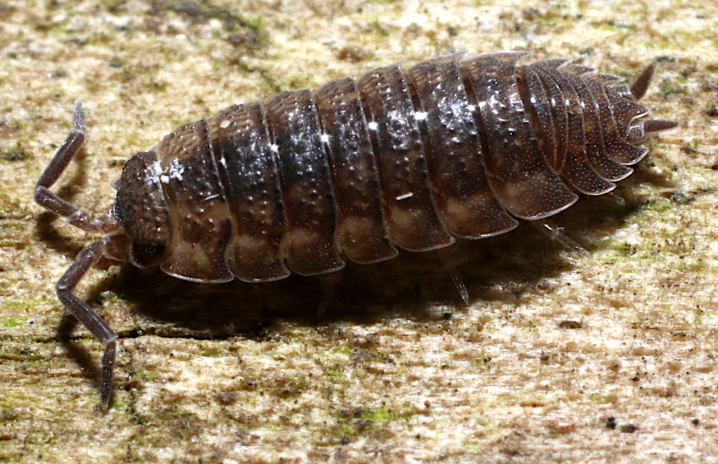 Common Rough Woodlouse from Home, St Mary's County, MD, USA on April 6 ...