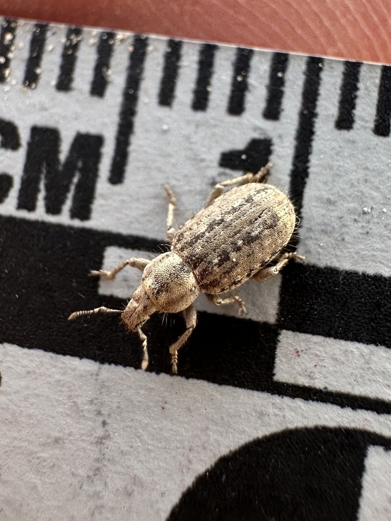Broad-nosed Weevils from Old Spanish Trail Rd, Jean, NV, US on February ...