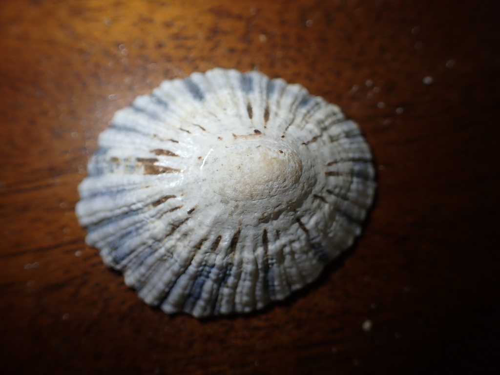 Indo-Pacific Limpets from Lord Howe Island, Middle Beach on March 1 ...