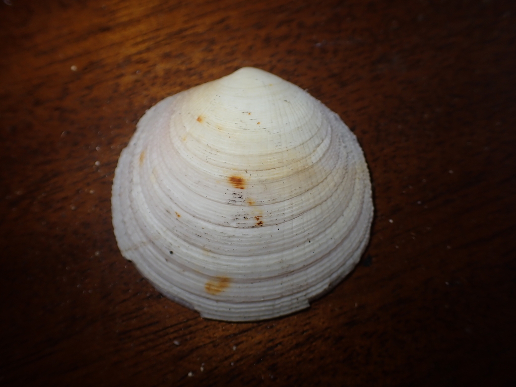 Codakia tigerina from Lord Howe Island, Middle Beach on March 1, 2024 ...