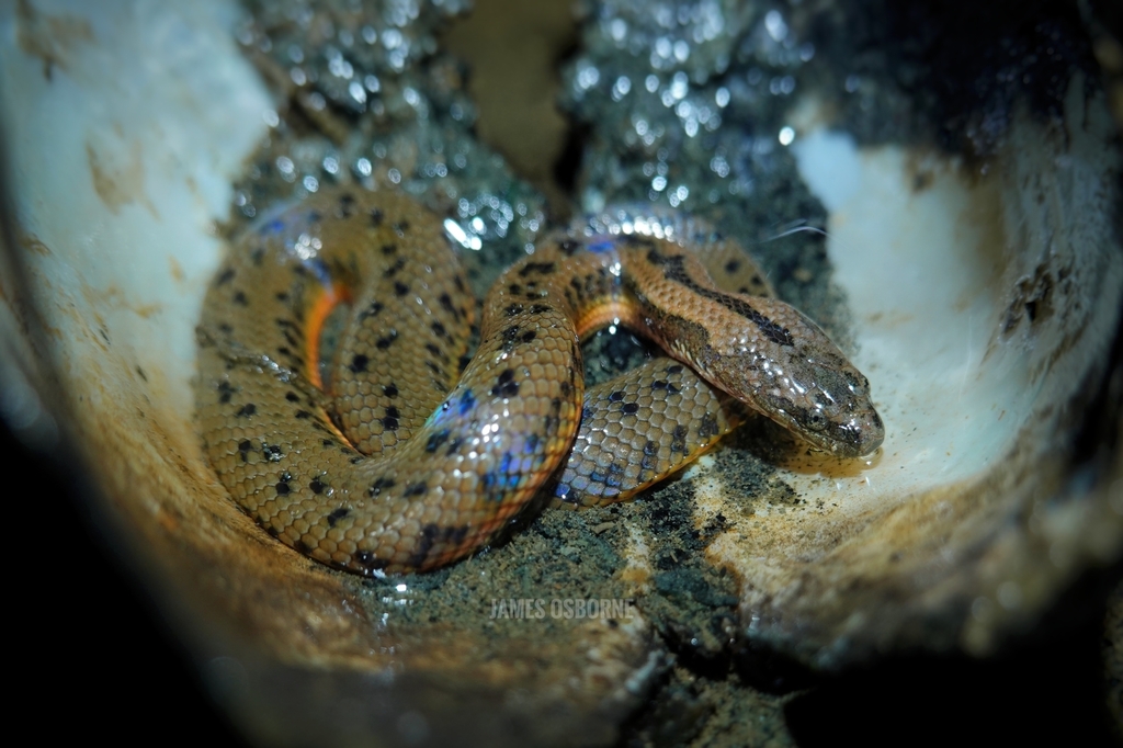 Chinese Water Snake in March 2024 by jamesmifan · iNaturalist