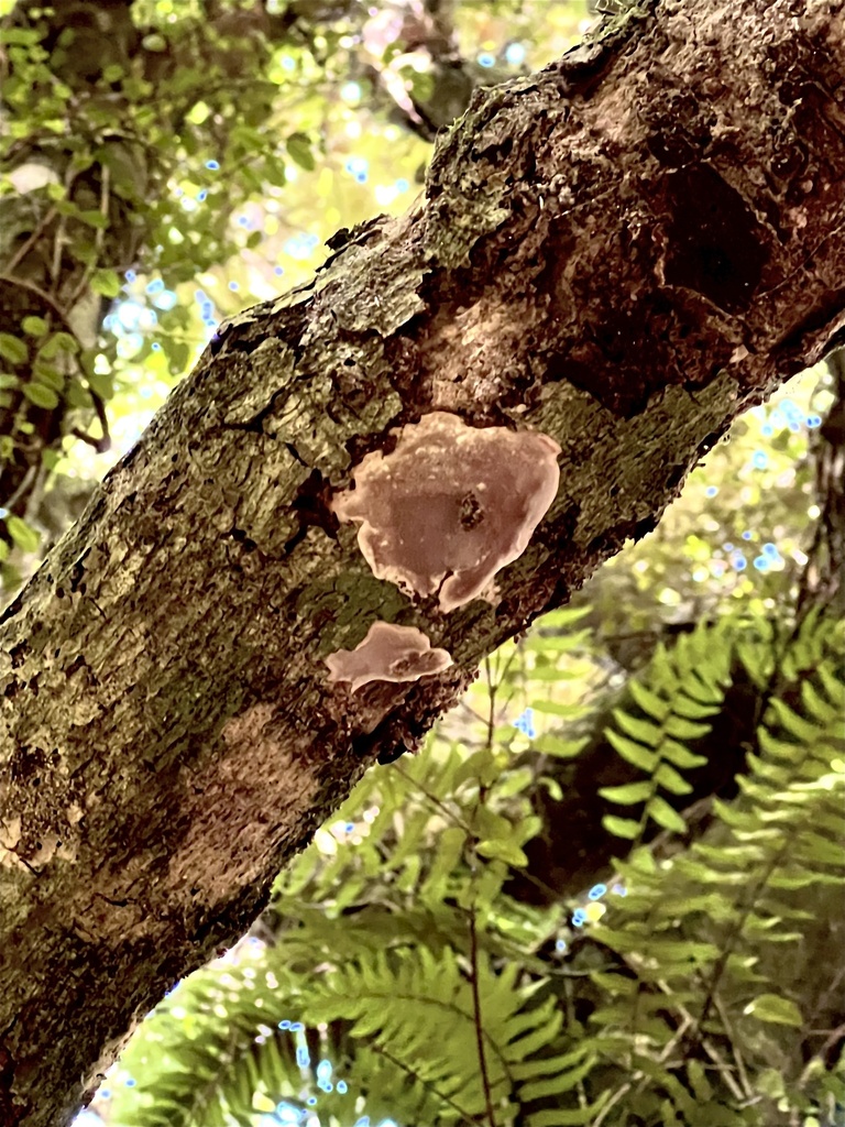 shelf fungi from Khandallah Park, Wellington, Wellington, NZ on March 1 ...