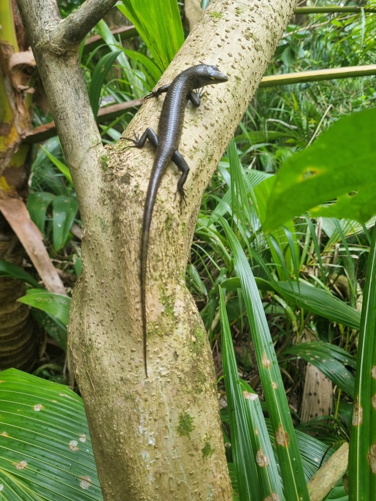Emerald Tree Skink from Pingelap, Pohnpei, Micronesia on February 27 ...