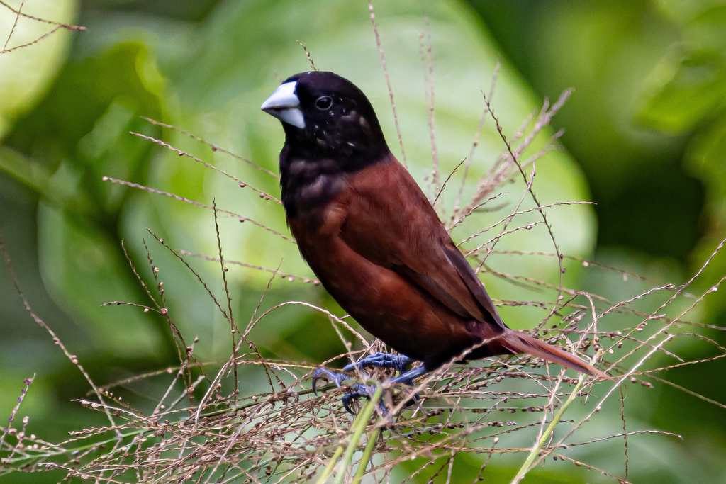 Chestnut Munia from Koror, Palau, PW on February 29, 2024 at 01:04 PM ...