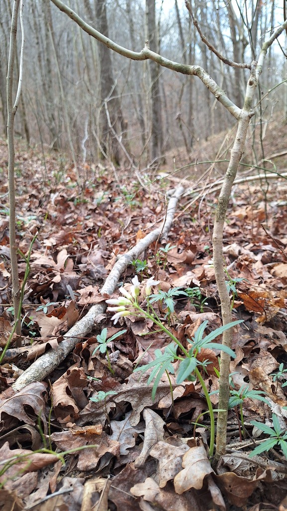 cut-leaved toothwort from Searcy County, AR, USA on February 29, 2024 ...