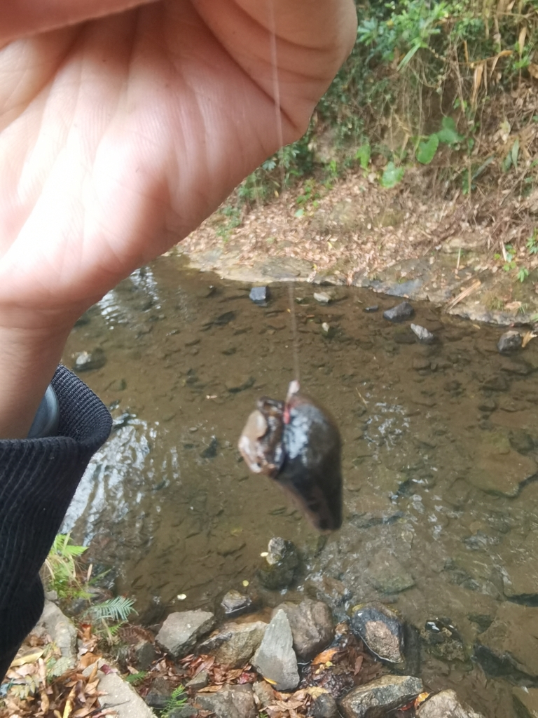 Cerith Snails and Allies from Shenzhen, CN-GD, CN on February 7, 2024 ...