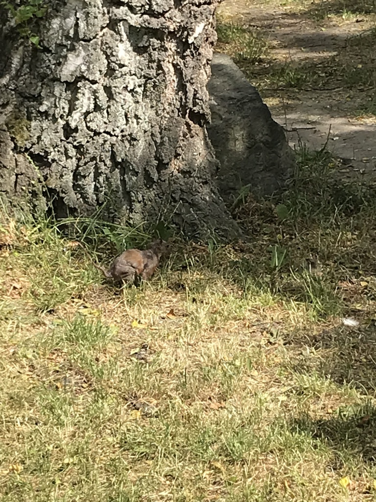 Eurasian Red Squirrel from Assistens Cemetery, København N, Capital ...