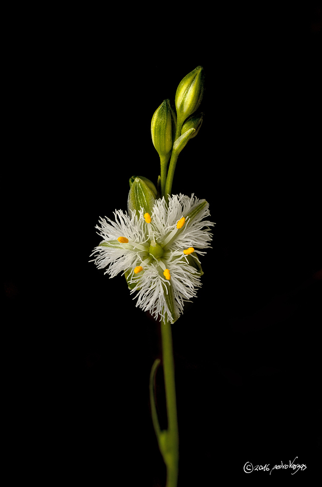 Flor de la plumilla (Bioparque Puquen de Los Molles) · iNaturalist