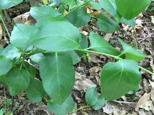 greater periwinkle (Invasive) (Hot Springs National Park) · iNaturalist