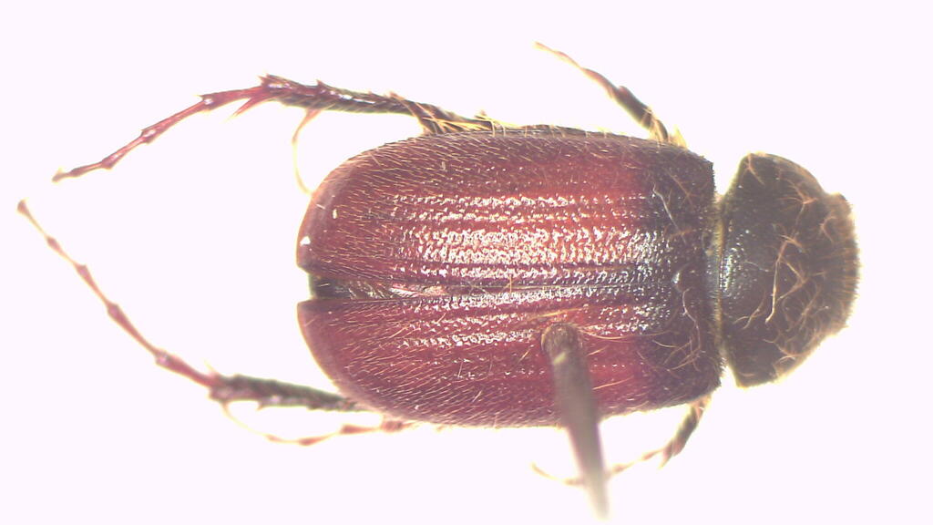 Heteronyx dimidiata from Toolangi VIC 3777, Australia on November 30 ...
