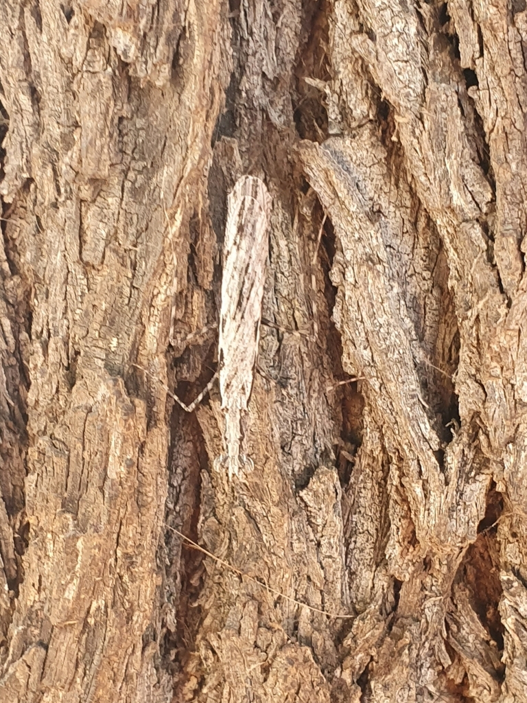 Spiny Bark Mantises from Glenmorgan QLD 4423, Australia on March 1 ...