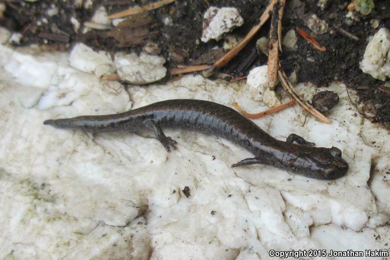 Tehachapi Slender Salamander in April 2015 by Jonathan Hakim. From the ...