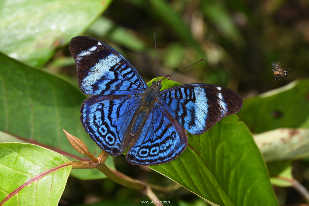 Procilla Beauty from 哥伦比亚里萨拉尔达省普韦布洛里科 on August 08, 2022 at 11:26 AM by ...