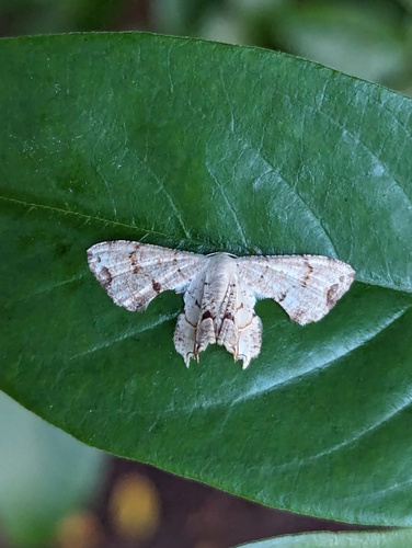 Epiplema conflictaria · iNaturalist Mexico