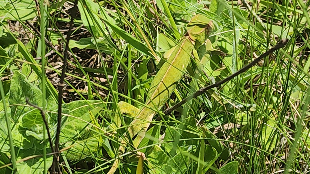 Flap-necked Chameleon from Mbongolwane, South Africa on October 30 ...