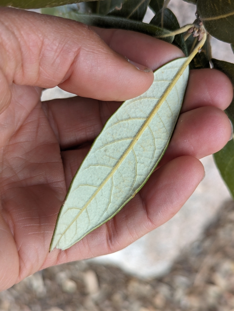 silverleaf oak from Mt Lemmon, AZ 85619, USA on February 29, 2024 at 03 ...