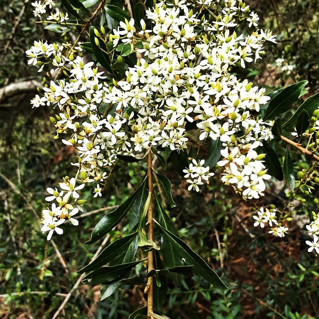 sweet Bursaria from Kanangra-Boyd National Park, Jenolan NSW 2790 ...