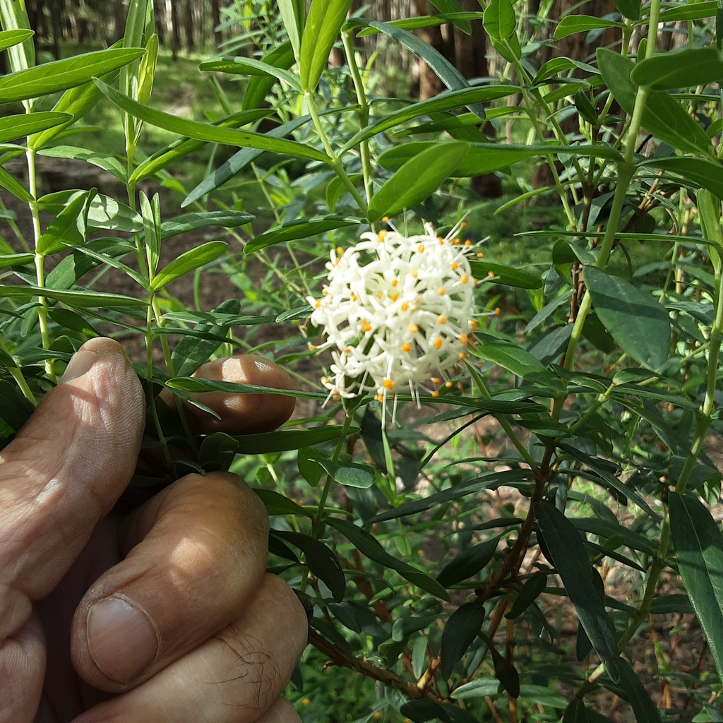 tall rice-flower from Kanangra-Boyd National Park, Jenolan NSW 2790 ...