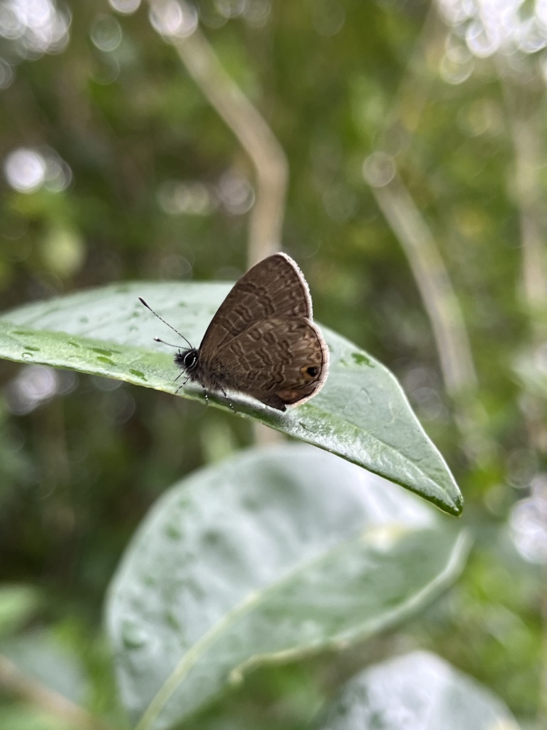 Common Line Blue in March 2024 by Nakatada Wachi. ? · iNaturalist