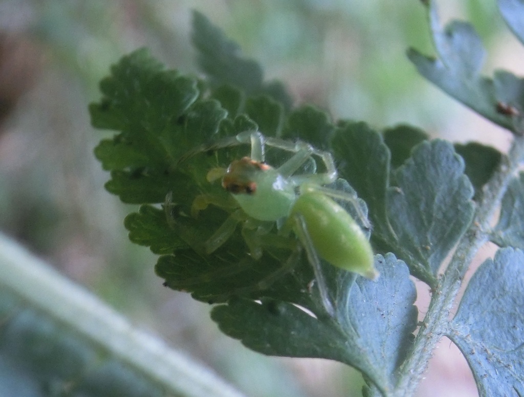 Epeus glorius from 511台灣彰化縣社頭鄉 on March 1, 2024 at 11:30 AM by ...