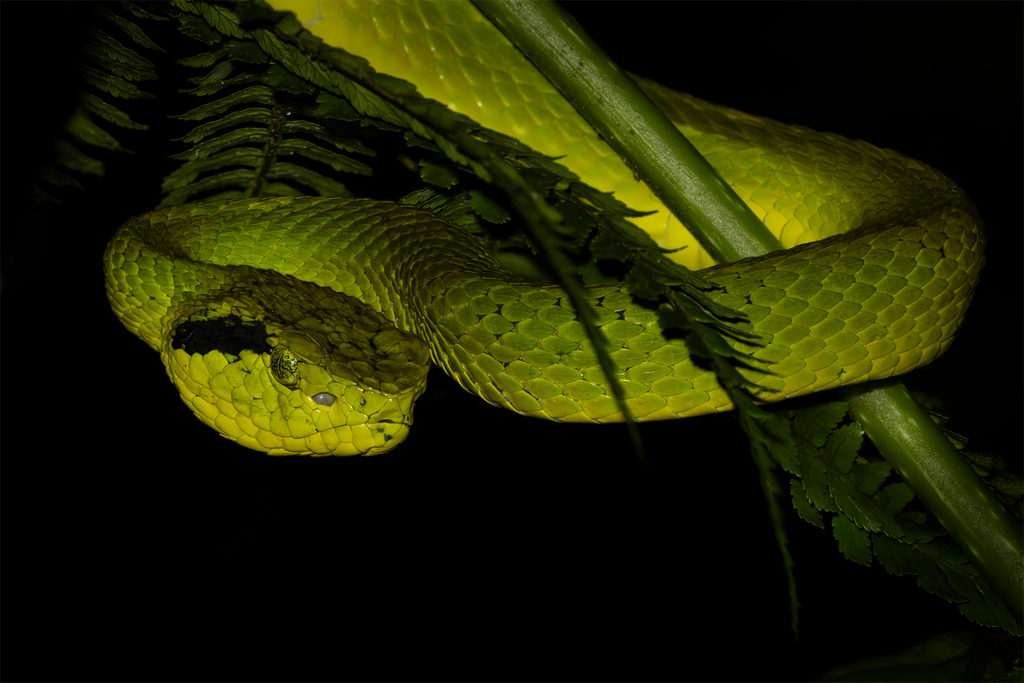 Yellow-blotched Palm Pit Viper in November 2023 by My World of Bird ...