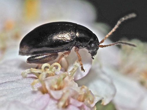 Longitarsus apicalis · iNaturalist United Kingdom