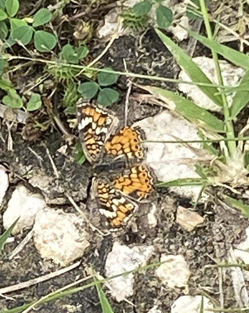 Phaon Crescent from Ringgold Rd, Brownsville, TX, US on February 29 ...
