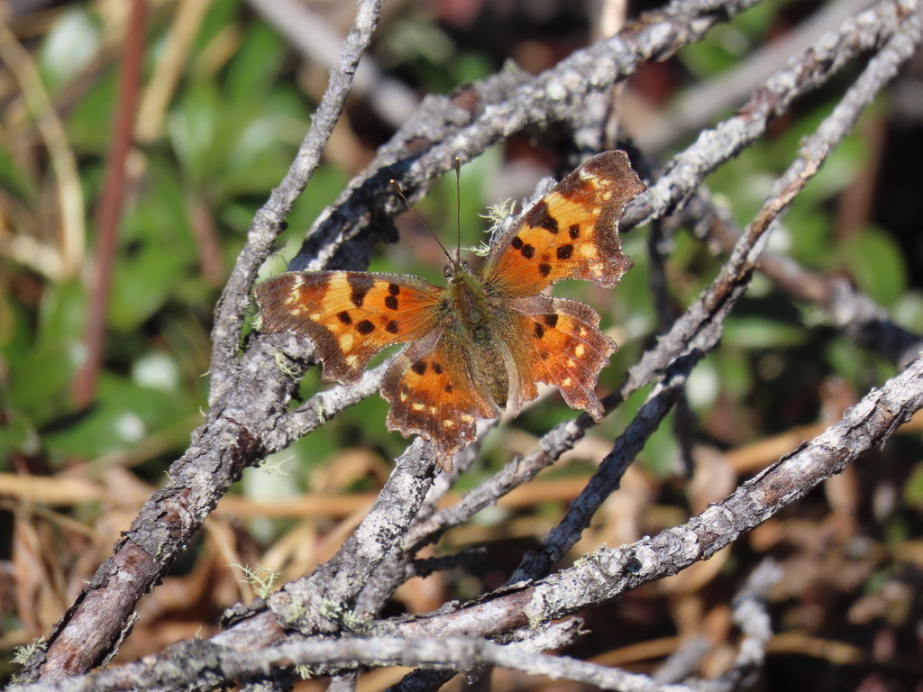 Green Comma from Halfmoon Lake NA on April 28, 2023 at 02:40 PM by t ...