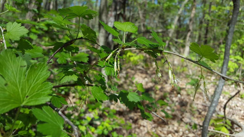 Missouri Gooseberry from Barry County, MO, USA on April 20, 2019 at 02: ...