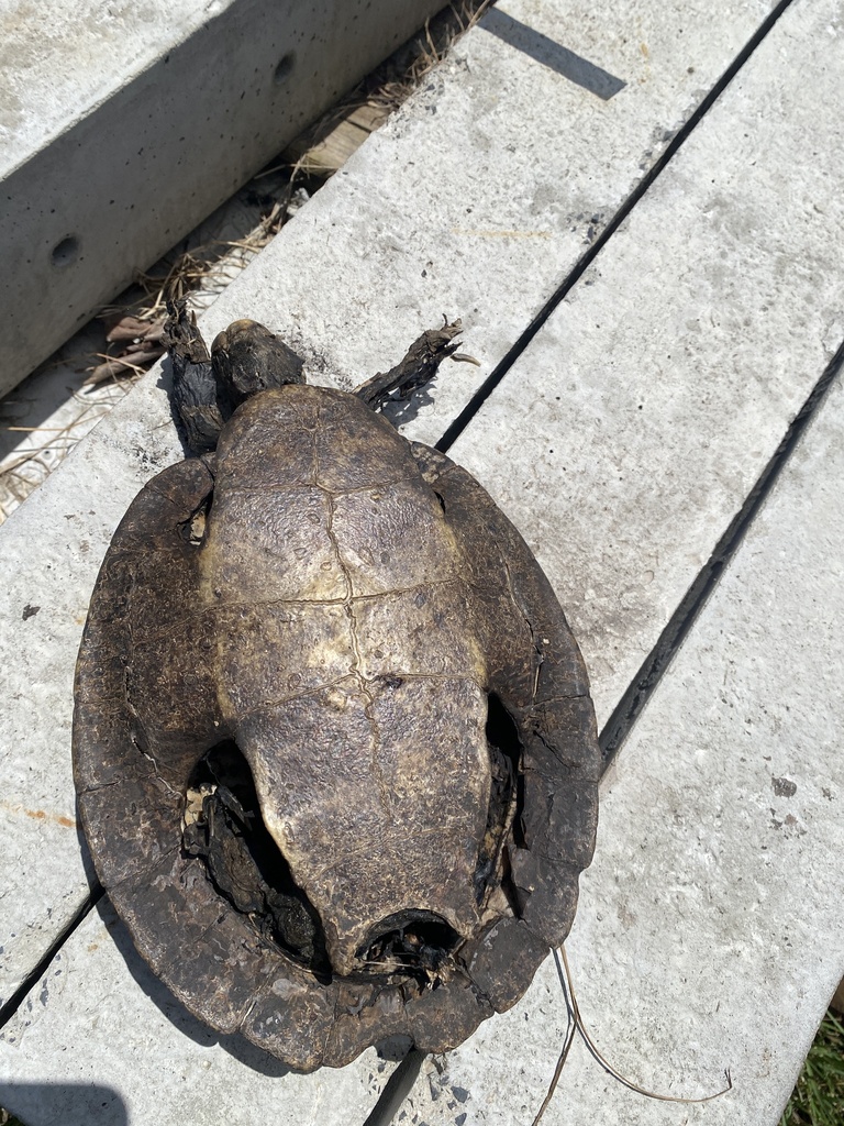White-throated Snapping Turtle from Kidaman Creek, QLD, AU on March 1 ...