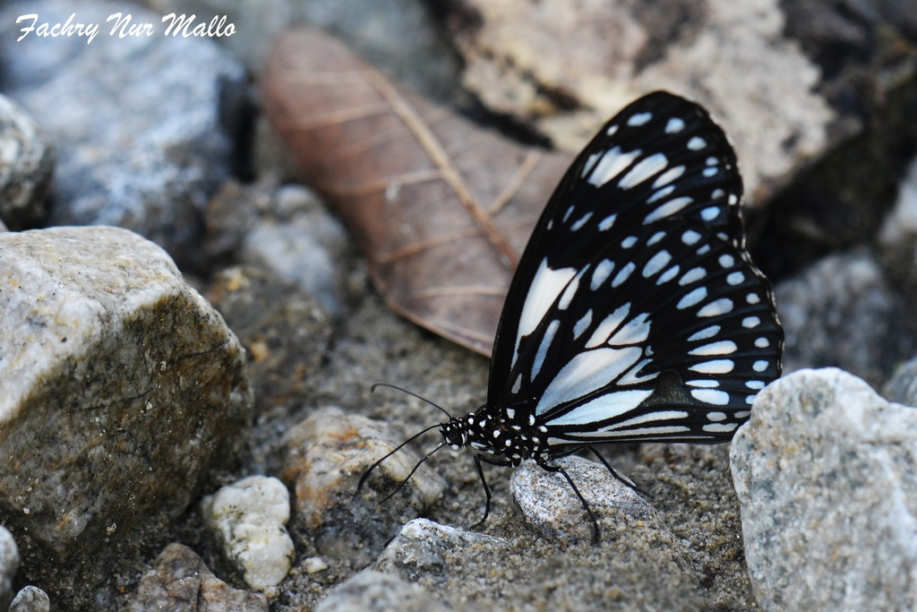 Tirumala choaspes in February 2024 by fachrynurmallojr · iNaturalist