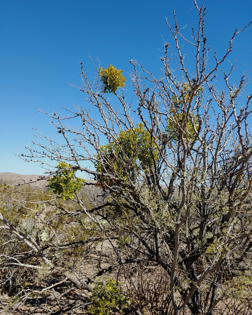 American Mistletoe from Brewster County, TX, USA on February 24, 2024 ...