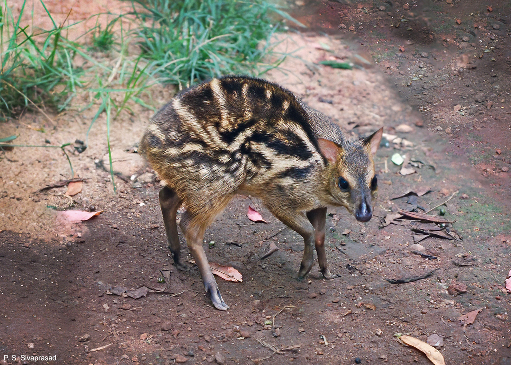 Indian Chevrotain from Thekkady, Kumily, Kerala, India on August 22, 2012 by P. S. Sivaprasad ...