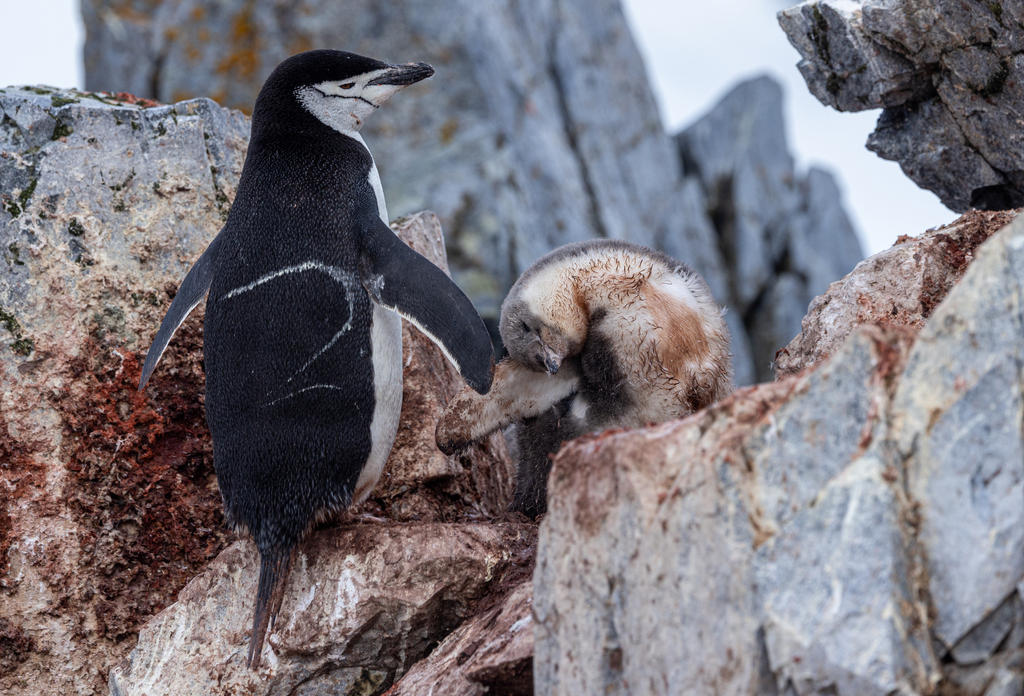 Chinstrap Penguin from Antarctica on February 12, 2024 at 07:08 PM by ...