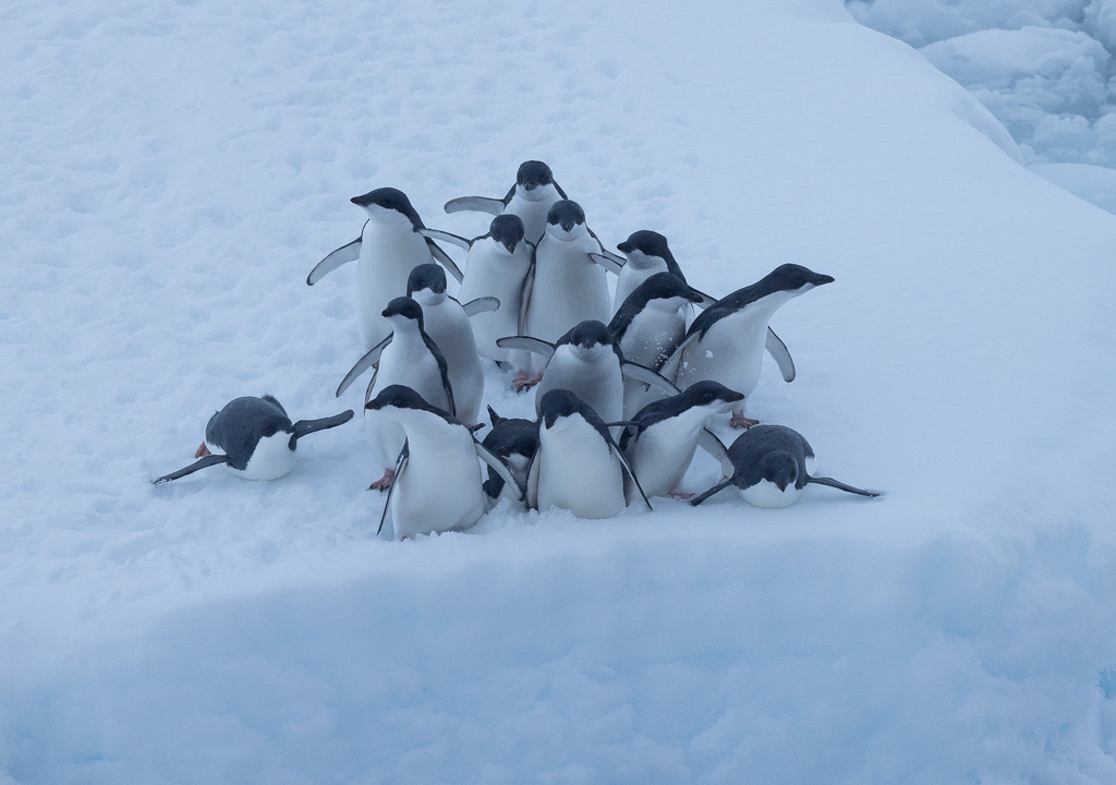 Adelie Penguin from Antarctica on February 17, 2024 at 08:17 AM by ...