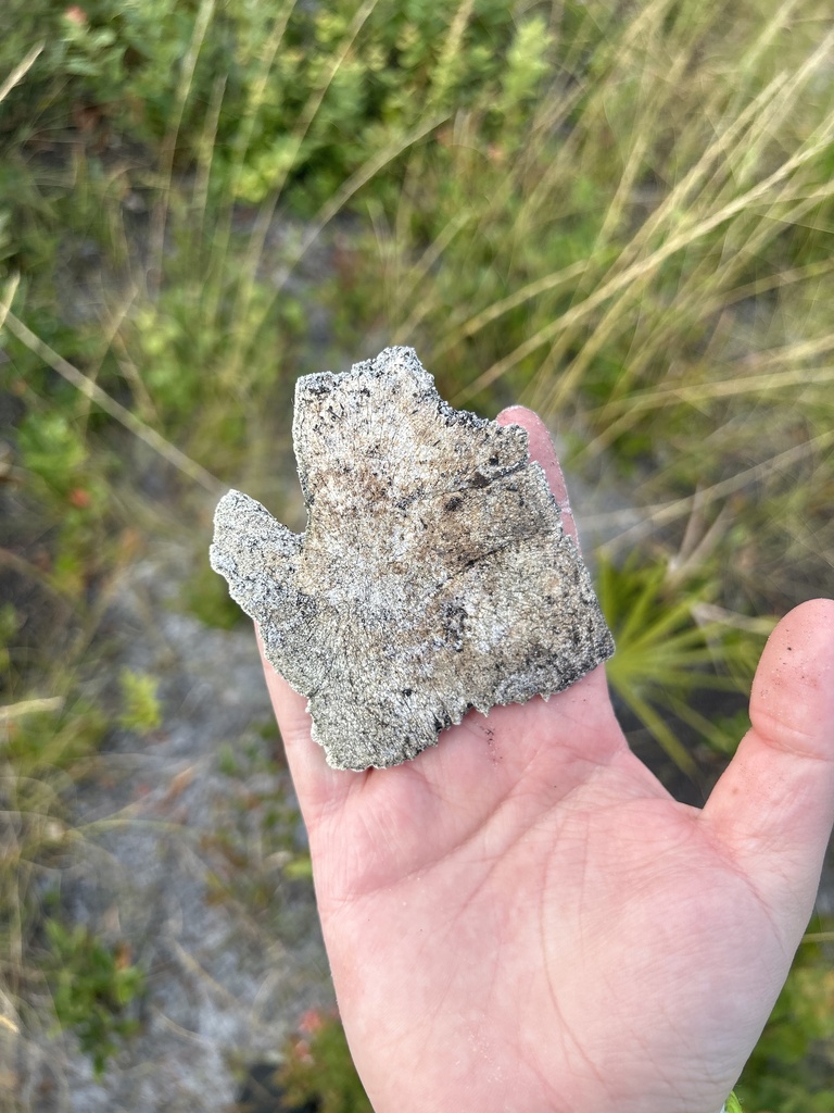 Gopher Tortoise in March 2024 by Noah Barguez-arias. Flat piece of bone ...