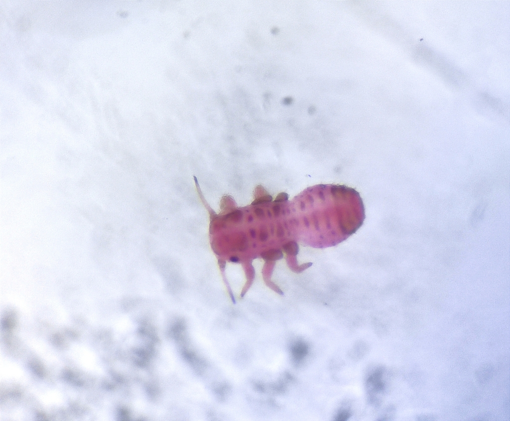 Insects from Valledupar, Cesar, Colombia on February 22, 2024 at 09:34 ...