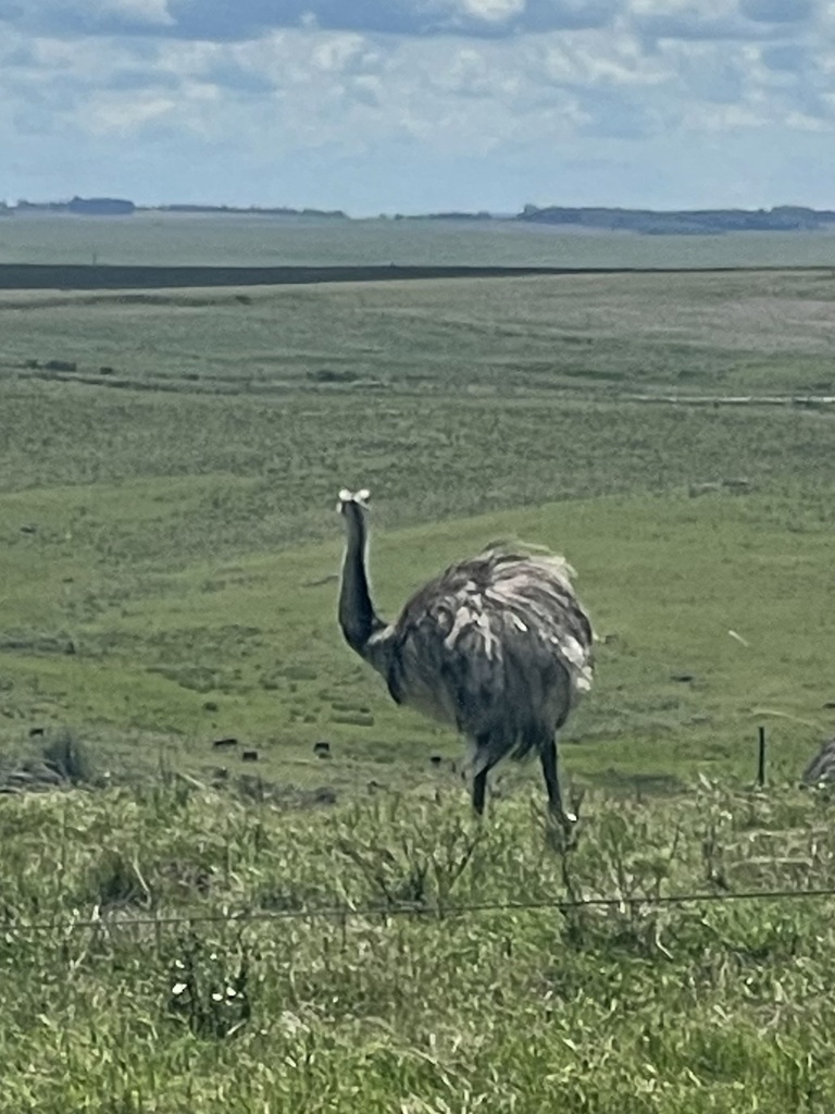 Greater Rhea from Cerro Chato, Lavalleja, UY on February 29, 2024 at 01 ...