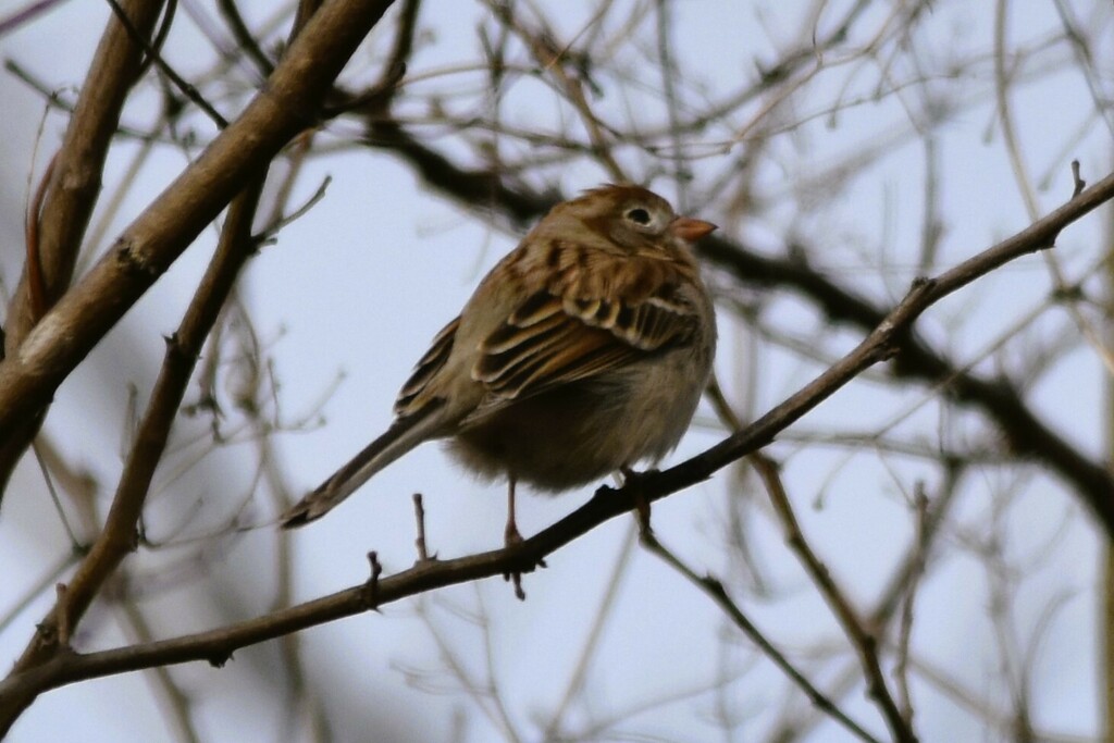 Field Sparrow from Gibson County, TN, USA on February 29, 2024 at 04:29 ...