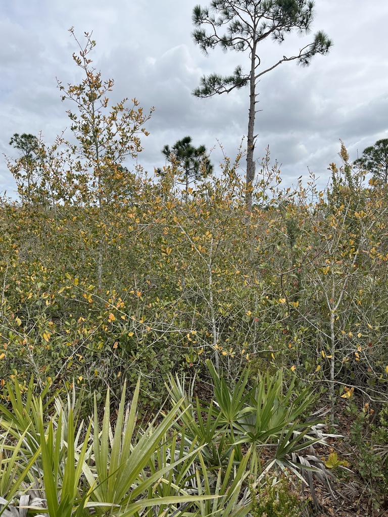 Florida scrub oak from Okeechobee, FL, US on March 1, 2024 at 11:20 AM ...