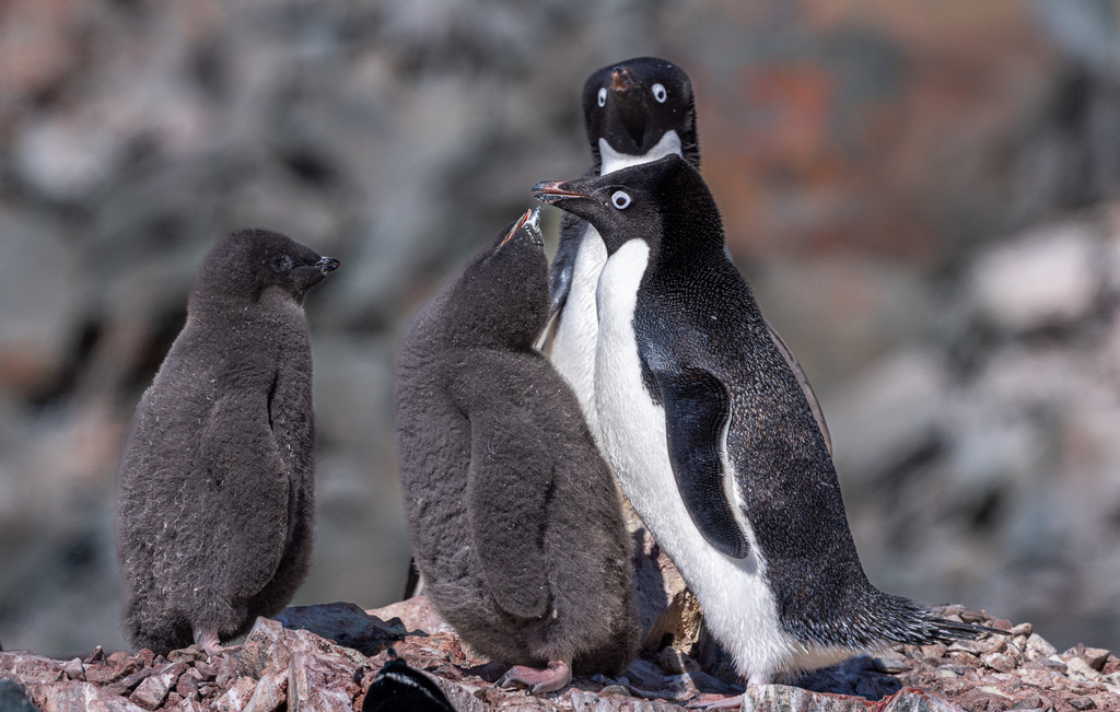 Adelie Penguin from Antarctica on January 15, 2024 at 03:06 PM by ...