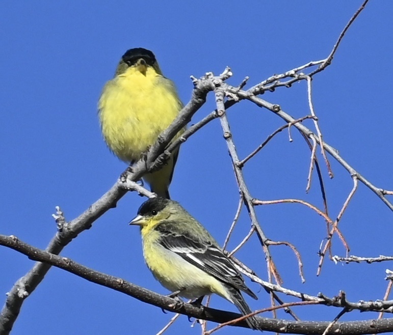 Lesser Goldfinch from Coconino National Forest, Sedona, AZ, US on March ...