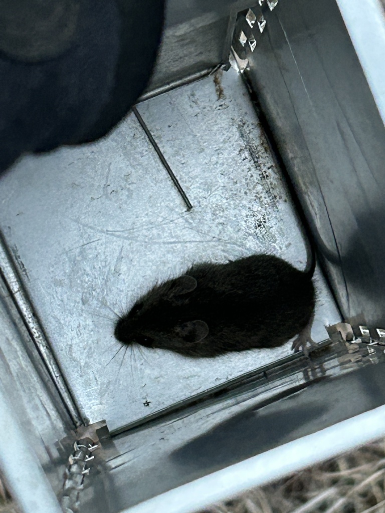 Fulvous Harvest Mouse from Brownwood, TX, US on February 28, 2024 at 07 ...